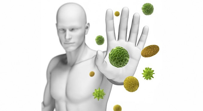 How Does the immune system fight Viruses